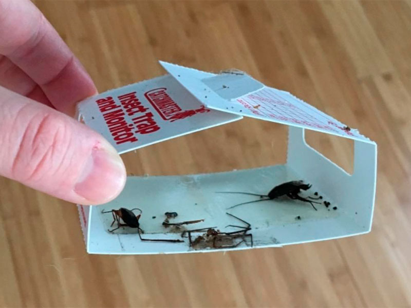 5 Steps on How to Get Rid of Brown Recluse Spiders