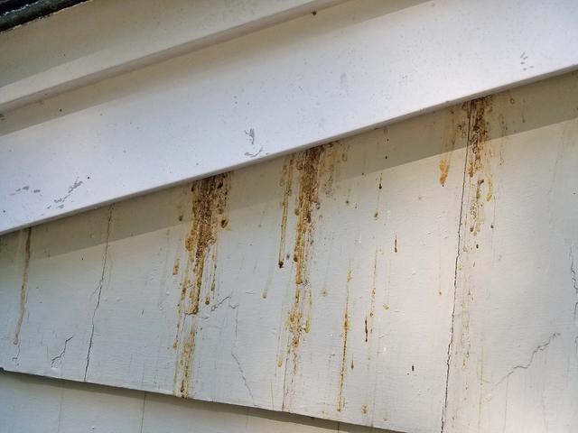 How to Kill Carpenter Bees: Complete Guide to Sprays, Dusts & Natural ...