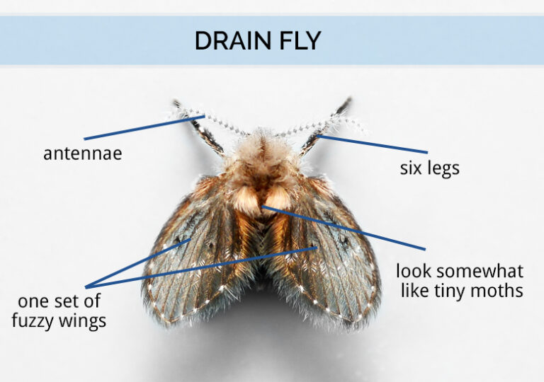 How to Get Rid of Drain Flies for Good: 3-Step Elimination Plan That Actually Works