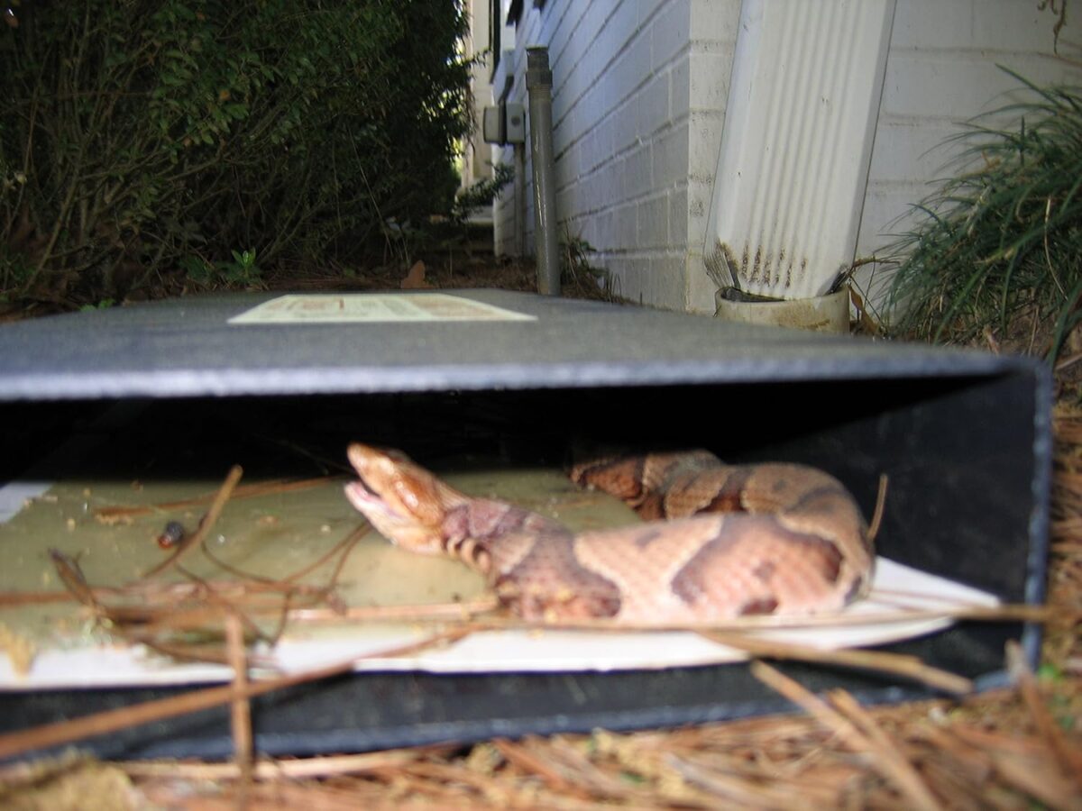Best Snake Traps in 2025: Effective Solutions for Snake Removal