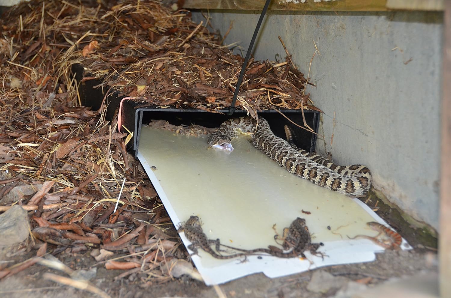 Best Snake Traps in 2025: Effective Solutions for Snake Removal