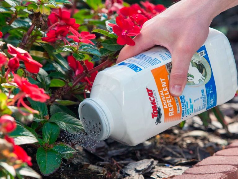 How to Get Rid of Chipmunks: Prevention, Repellents and Trapping Methods