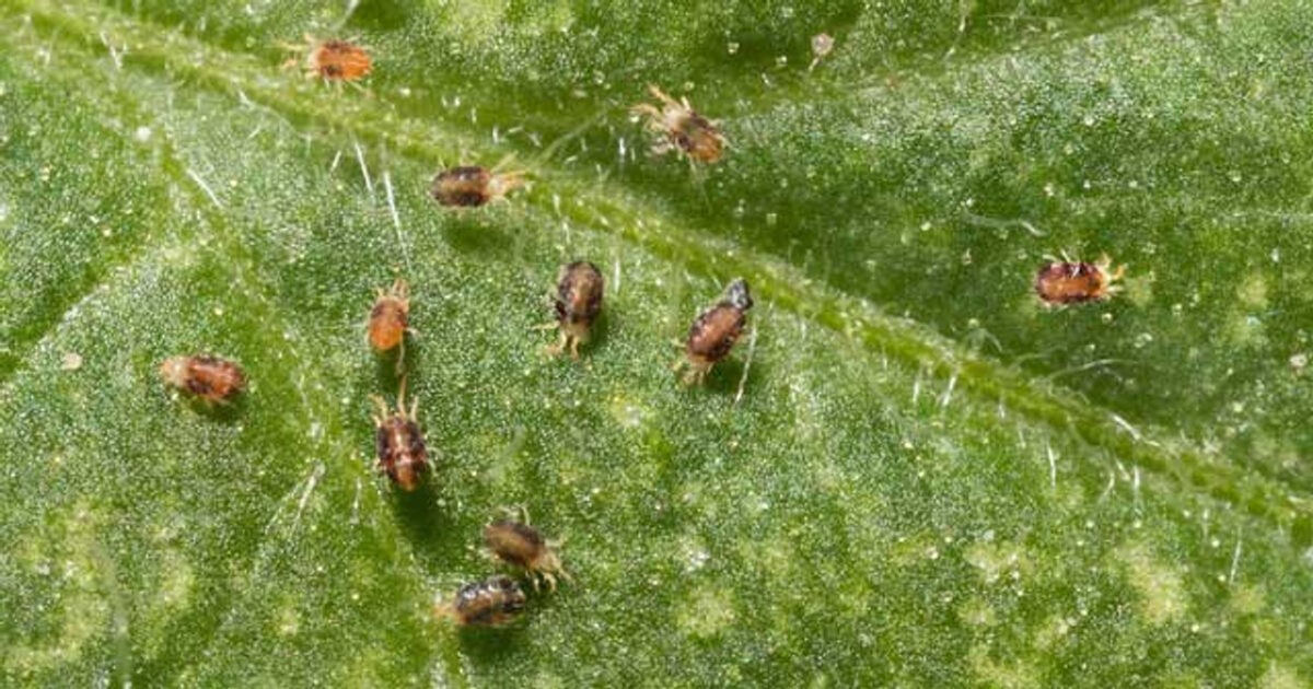 5 Best Spider Mite Sprays: Organic Solutions for Plant Protection