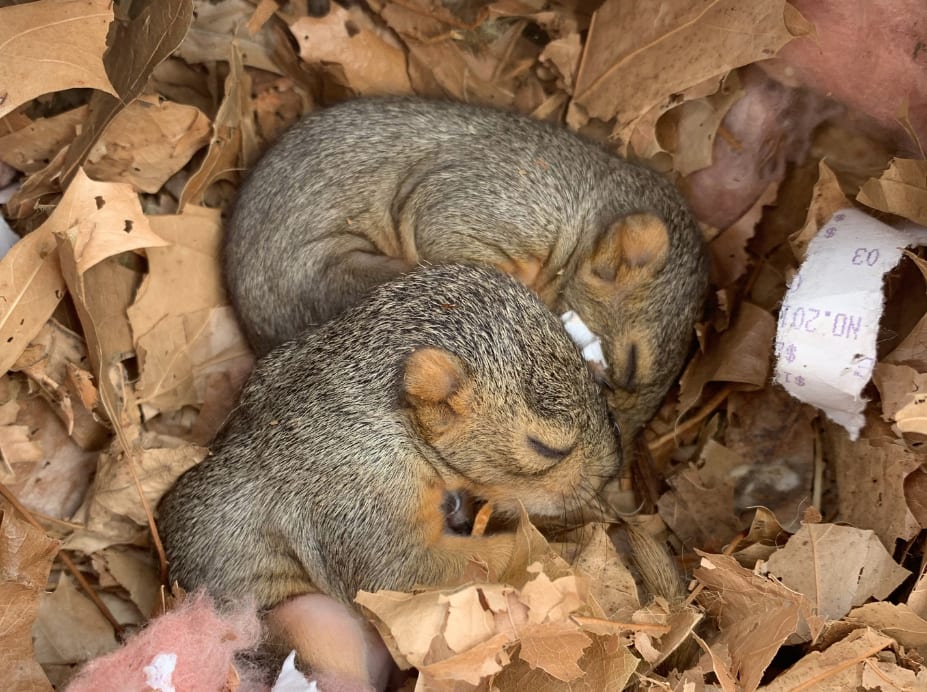 How to Get Rid of Squirrels in Your Attic: Complete 5-Step Guide