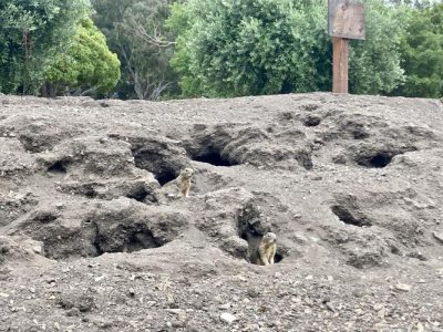 How to Get Rid of Ground Squirrels - Complete Guide for 2025