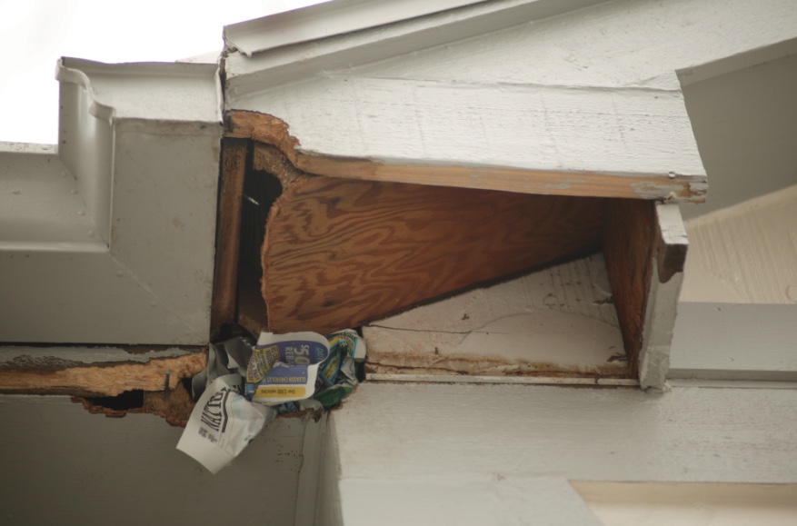 How to Get Rid of Squirrels in Walls: Complete Removal & Prevention Guide