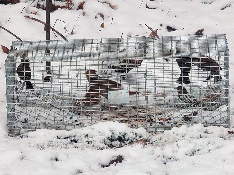 How to Get Rid of Sparrows: 7 Proven Methods That Actually Work