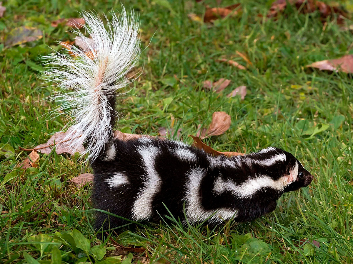 How to Get Rid of Skunks: 7 Effective Methods for 2025