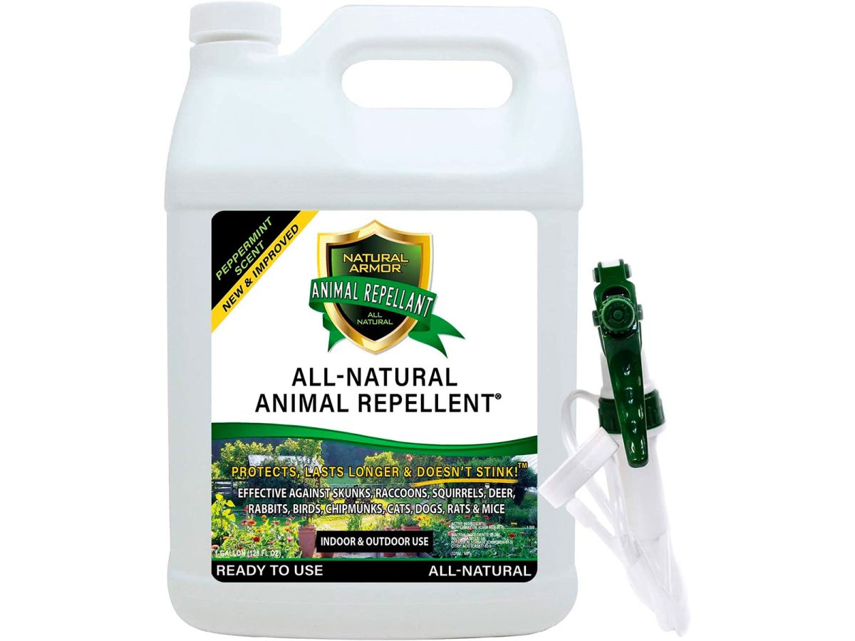 Best Raccoon Repellents of 2025: Humane Solutions for Wildlife Control