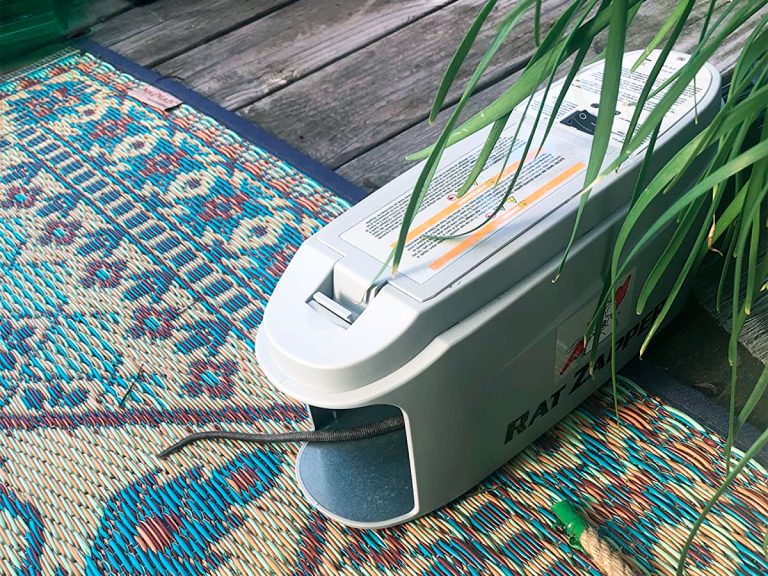 How to Get Rid of Shrews: Efficient Tips and Smart Methods