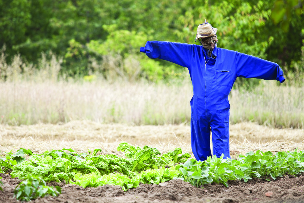 How to Get Rid of Crows: 7 Expert Methods That Actually Work