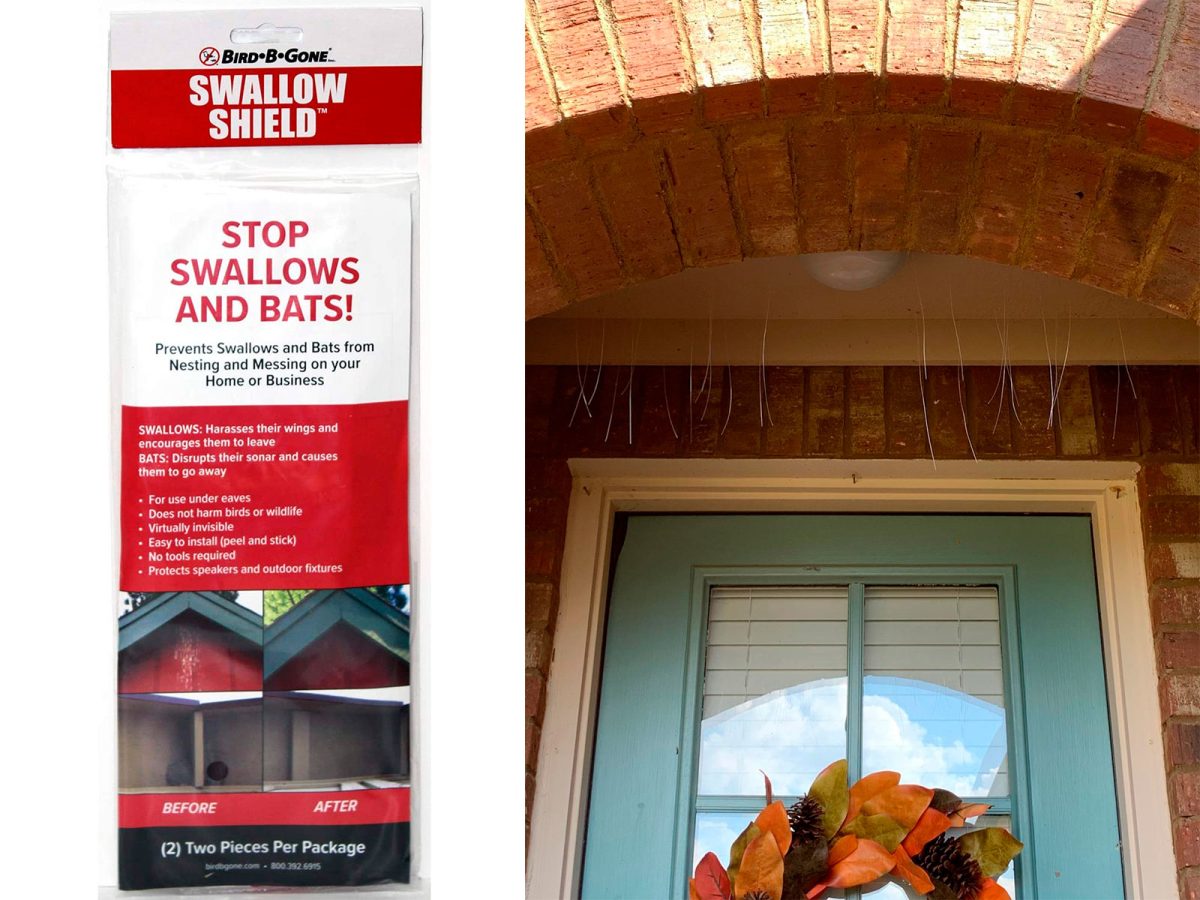 How to Get Rid of Swallows Permanently in 4 Easy Steps!