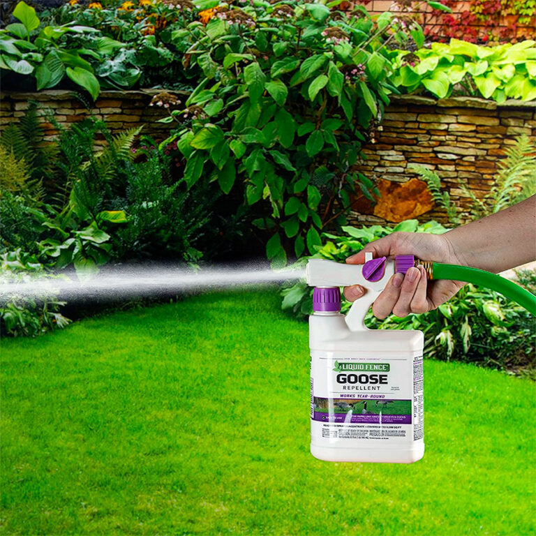 7 Ways on How to Get Rid of Crows [*2025 UPDATED*]