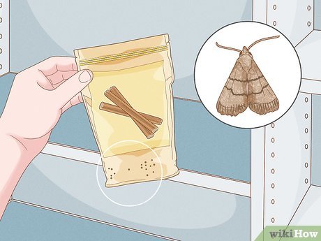 8-Step Ultimate Guide: How to Get Rid of Indian Meal Moths Permanently