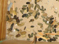 Squirrel Poop Vs. Rat Poop (Similarities & Differences)