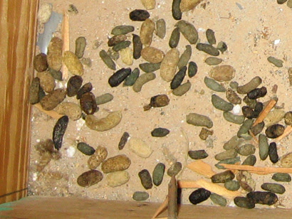 Squirrel Poop Vs. Rat Poop (Similarities & Differences)