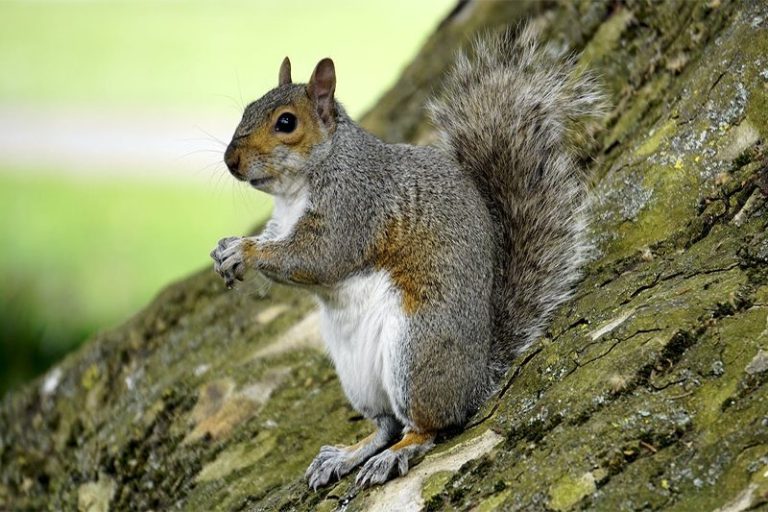 Squirrel Poison - Everything You Need to Know in 2025