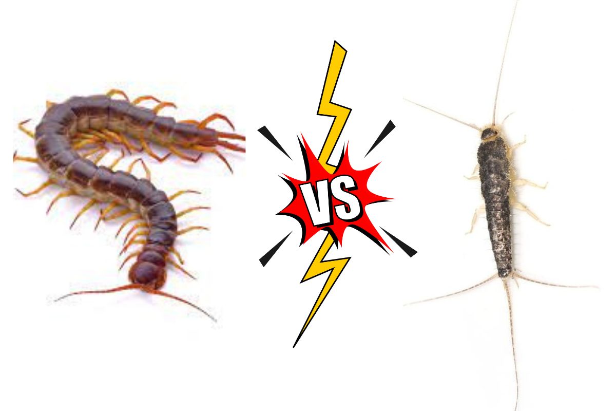 Centipede vs Silverfish: How to tell the difference?