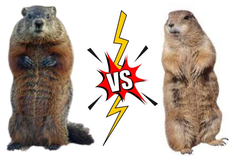 Gopher vs Groundhog (15 Differences)