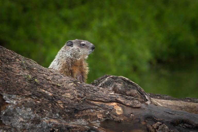 Gopher vs Groundhog (15 Differences)