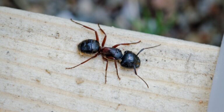 Carpenter Ants Vs. Black Ants (11 Ways To Tell Them Apart)