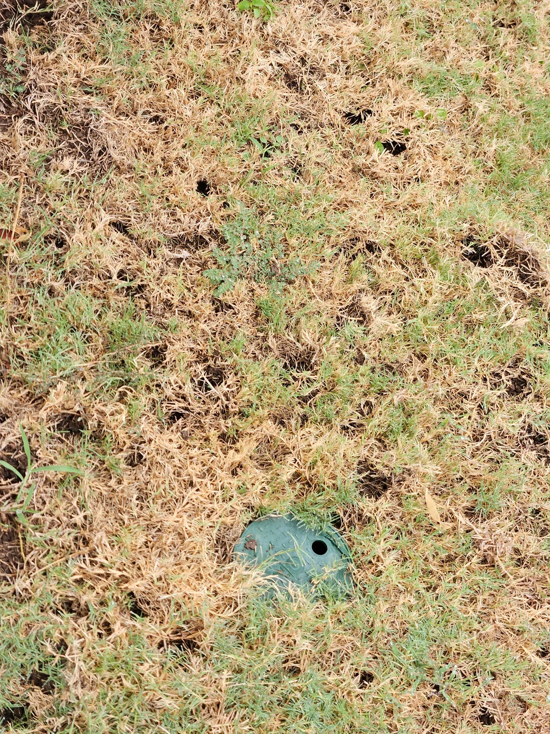 Signs of Armadillo Damage: How to Identify a Problem