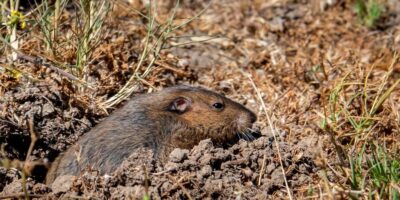 14 Plants Gophers Hate: Natural Solutions for Protecting Your Garden