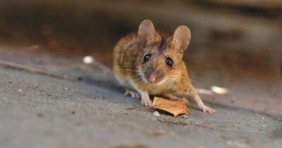 Best Mouse Poison and Baits: Ultimate Guide to Effective Rodent Control ...