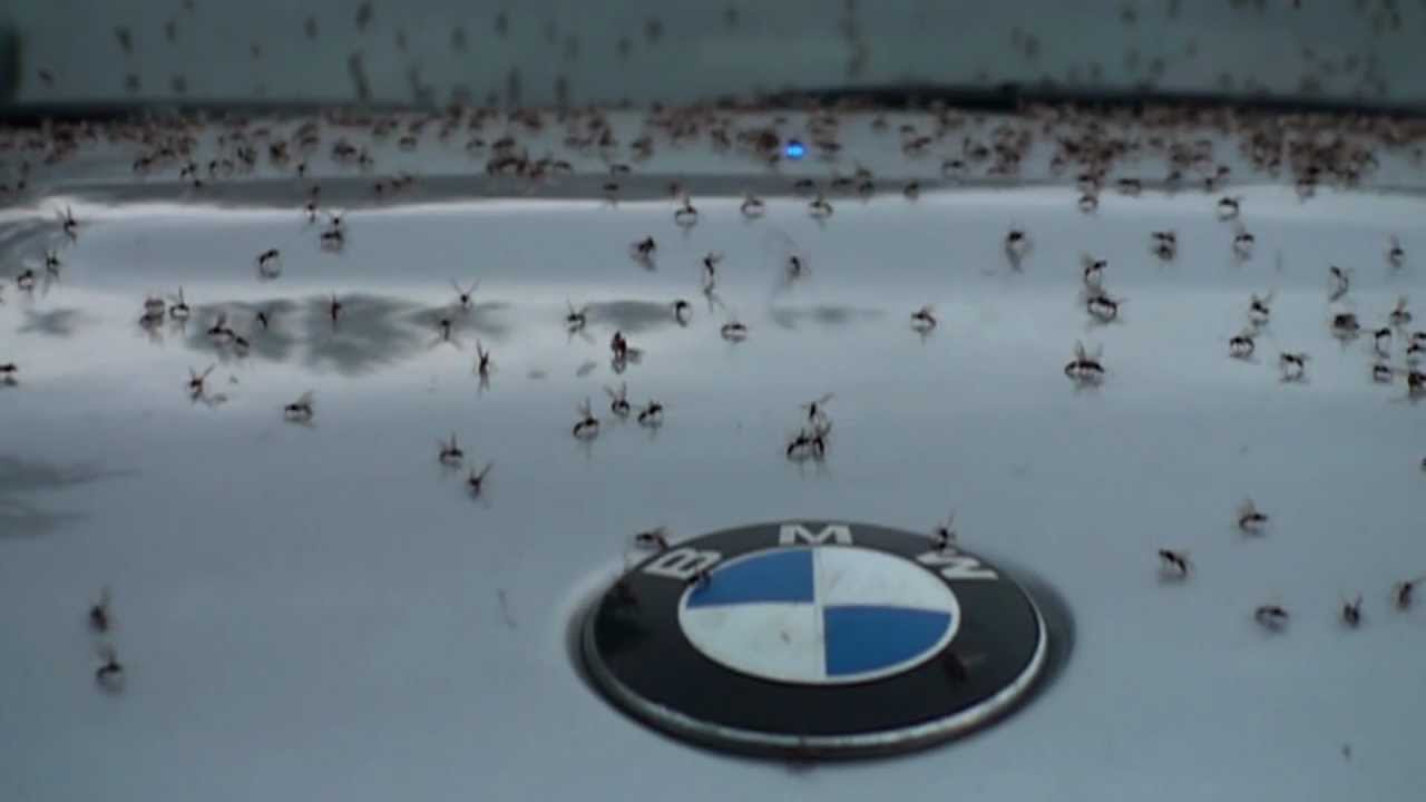 How to Get Rid of Ants in Car: Complete Guide & Best Products 2025