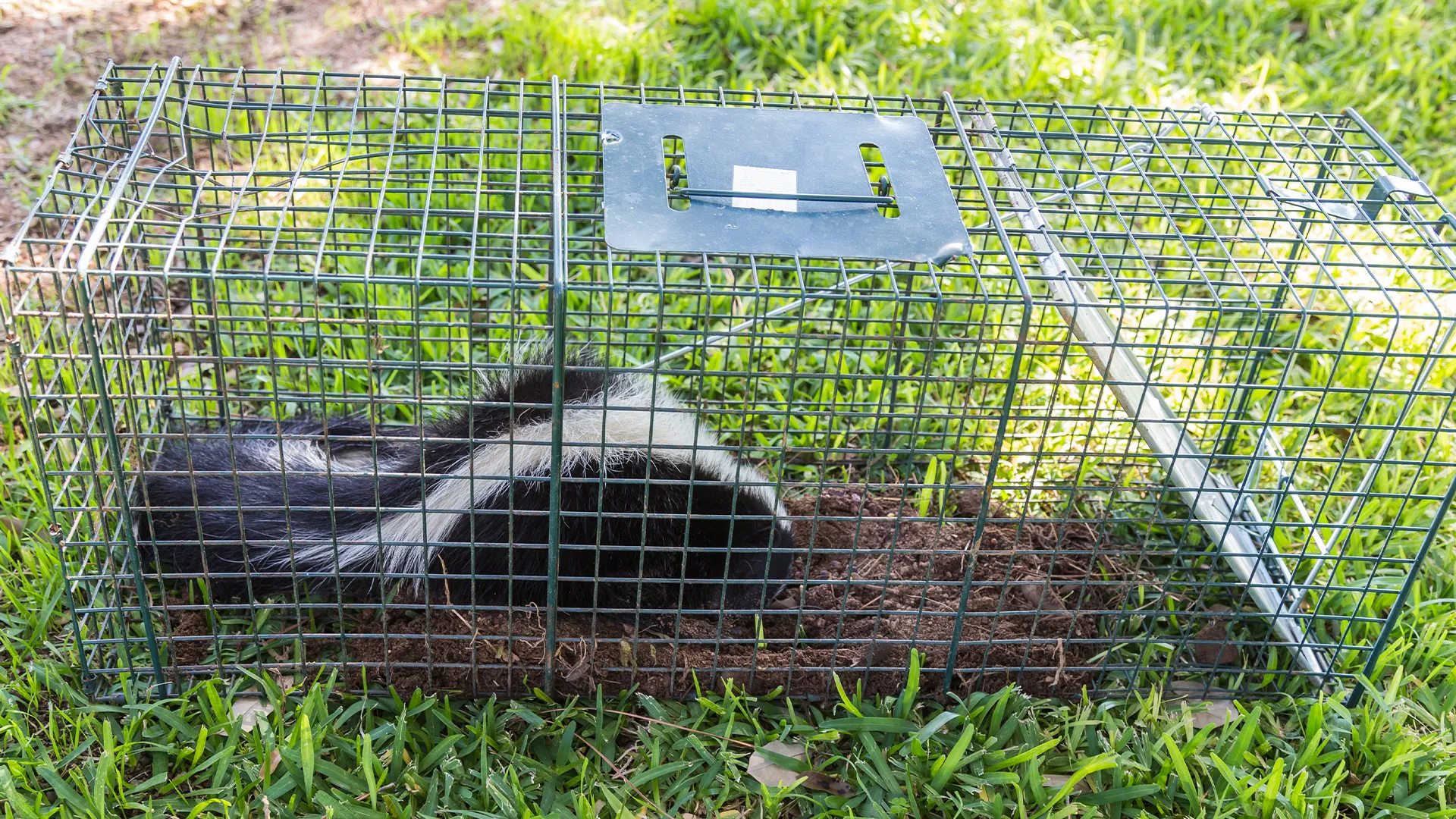 Best Skunk Traps 2026: Complete Guide & Expert Reviews