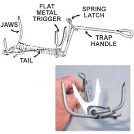 Ultimate Guide to the Best Gopher Traps: Expert Reviews & Proven ...