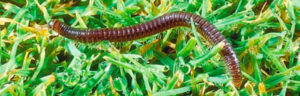 Types of Millipedes: Essential Soil Engineers & Their Fascinating ...