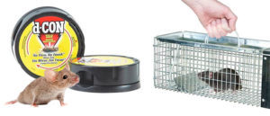 Best 5 Mouse Traps [*2021 UPDATED*]: Review & Buyer's Guide