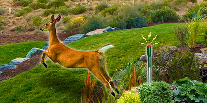 How to Eliminate Deer with Human Deterrents You Can Trust – counmetona