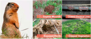 5 Steps on How to Get Rid of Gophers: Complete Guide