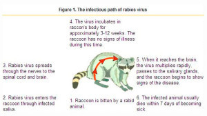 Raccoon Rabies: Essential Information to Protect Your Family