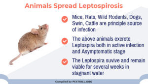 Do Mice Bite People? Important Facts to Know About Mouse Bites