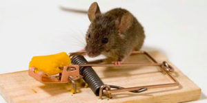 How to Get Rid of Mice: 5-Step Complete Guide to Elimination and Prevention