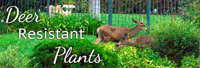 How to Easily Deer-Proof the Garden Expert Tips for Annoying Deer ...