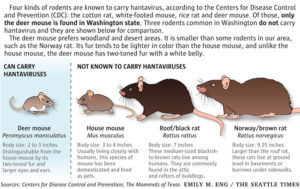 Mouse Bites: Do House Mice Bite Humans and What to Do If Bitten