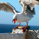 How to Get Rid of Seagulls: Seagull Problem Solvers that will Make Your ...