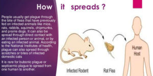 Do Mice Carry Fleas? Get the Facts about the Connection between Mice ...
