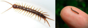When Do Centipedes Bite and What Should I Do If Bitten?
