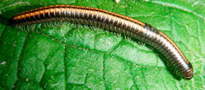 Common Types of Millipedes: What You Should Know About Millipedes
