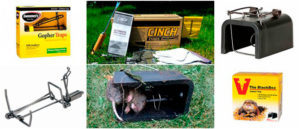 5 Steps on How to Get Rid of Gophers: Complete Guide