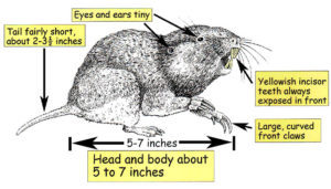 5 Steps on How to Get Rid of Gophers: Complete Guide